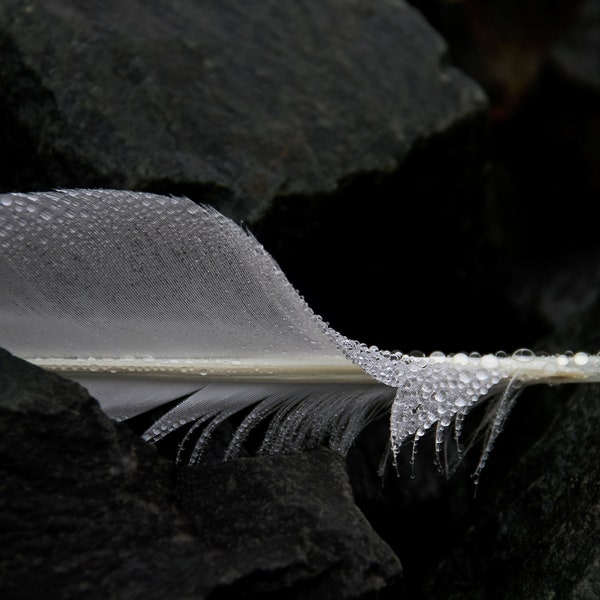 Feather Photography - Etsy