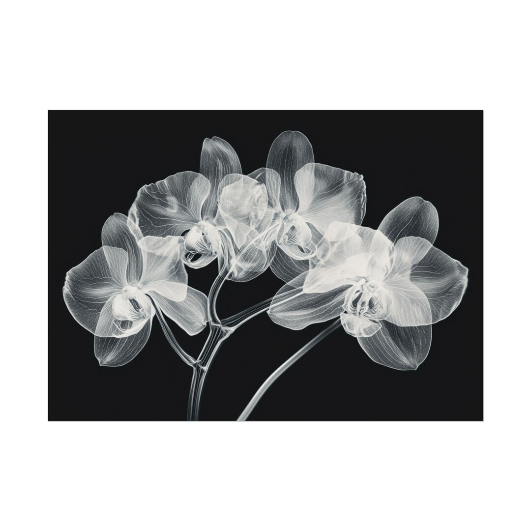 X-ray Orchids Rolled Posters, White Orchids Poster - Etsy