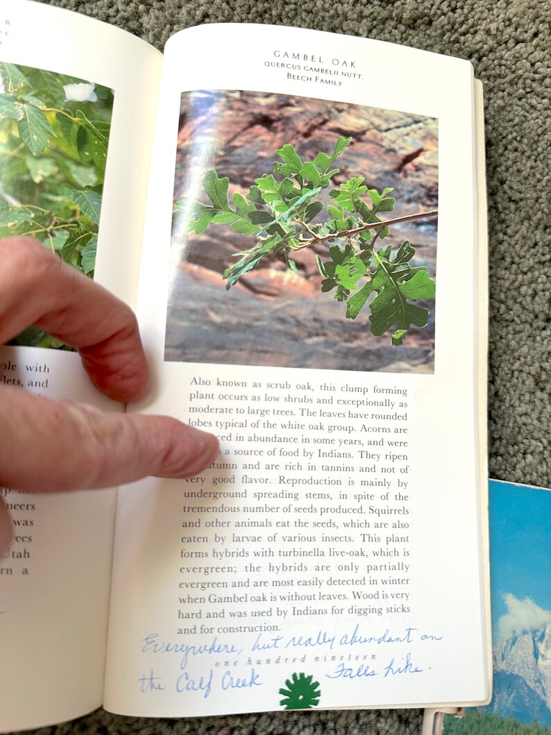 Two Vintage National Park Wildflower Guides: Yellowstone and Grand ...