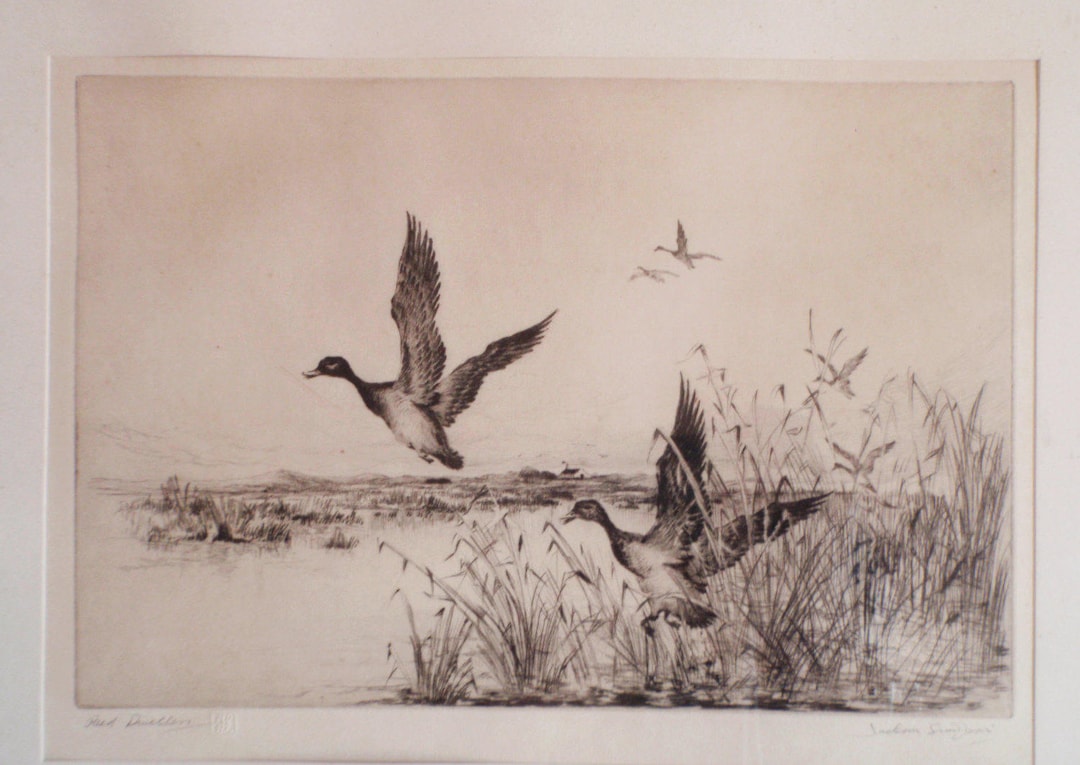 Henry Jackson Simpson Duck Etching Reed Dwellers Ducks and Water Foul ...