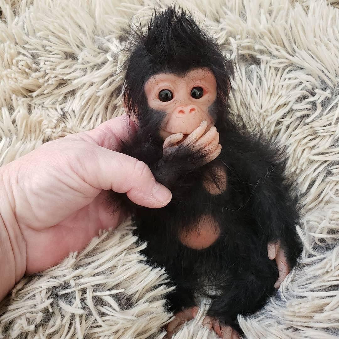 Full Silicone 8 Baby Chimpanzee Girl Kiki or Boy Kilo - Etsy