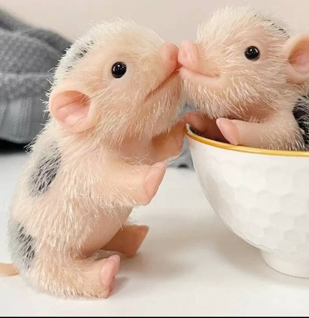 Full Silicone Miniature Piglet Named Pickles sold Seperatly | Etsy