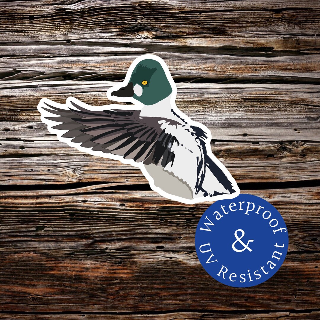 Common Goldeneye Duck Sticker - Etsy