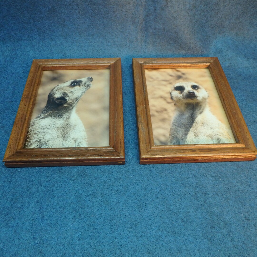 Framed Photo Print Meerkat Pair - Color Photography - Solid Oak Frame ...