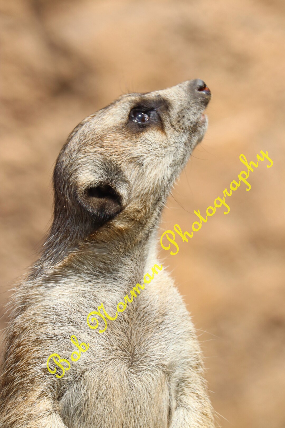 Meerkat Staring up Color Photography Digital Download - Etsy