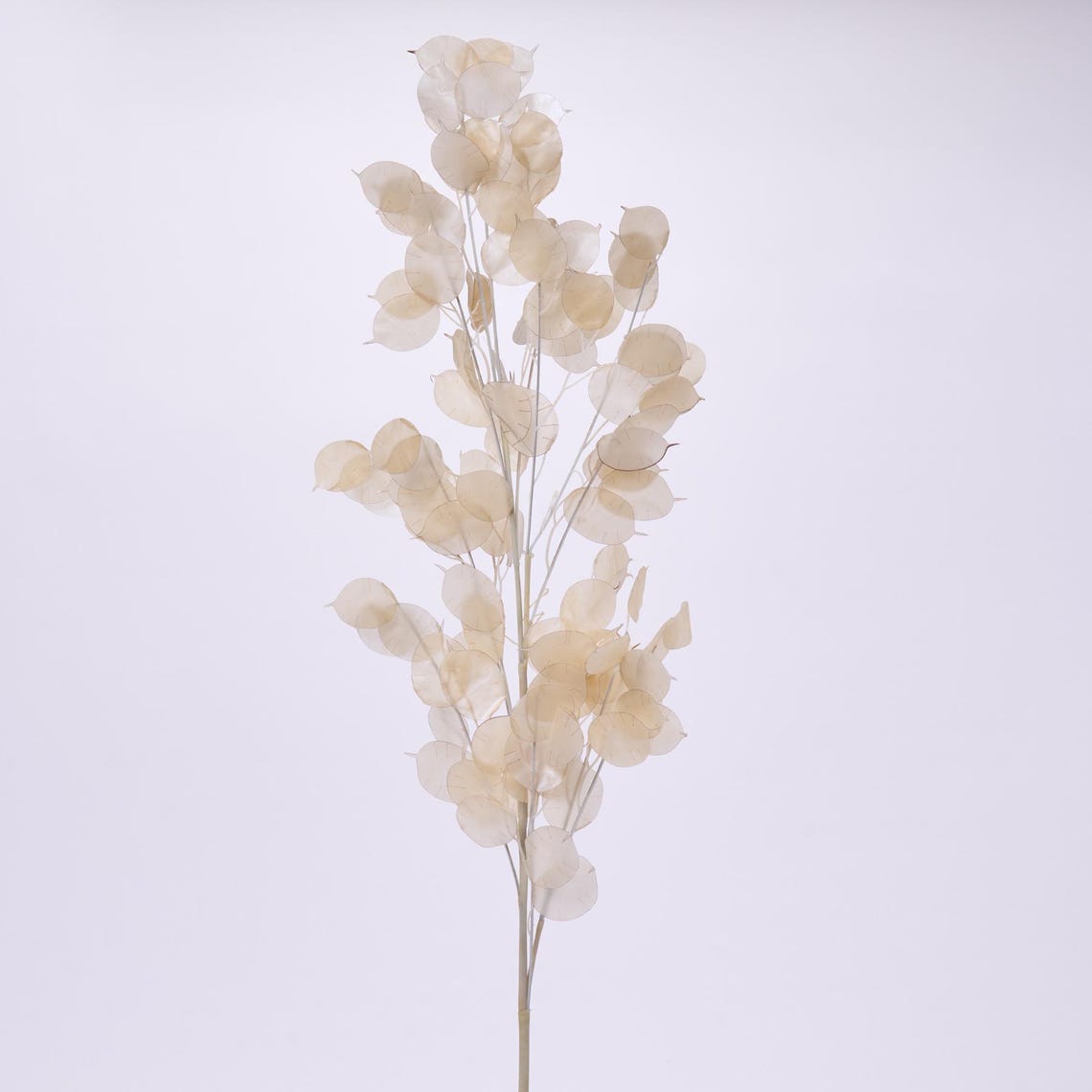 Dried Look Translucent Bleached Lunaria Branch Spray - 41" - Etsy