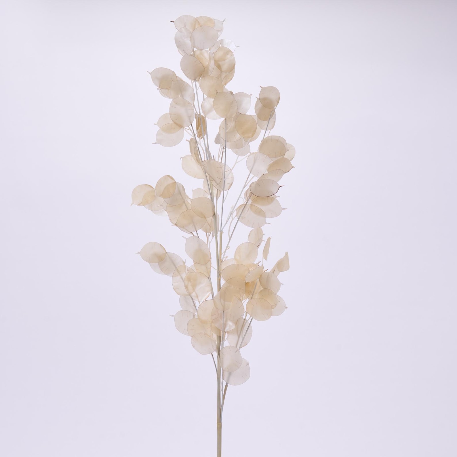 Dried Look Translucent Bleached Lunaria Branch Spray - 41" - Etsy