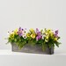 Handmade Pansy Window Box Arrangement, Mixed Yellow, White, Purple ...