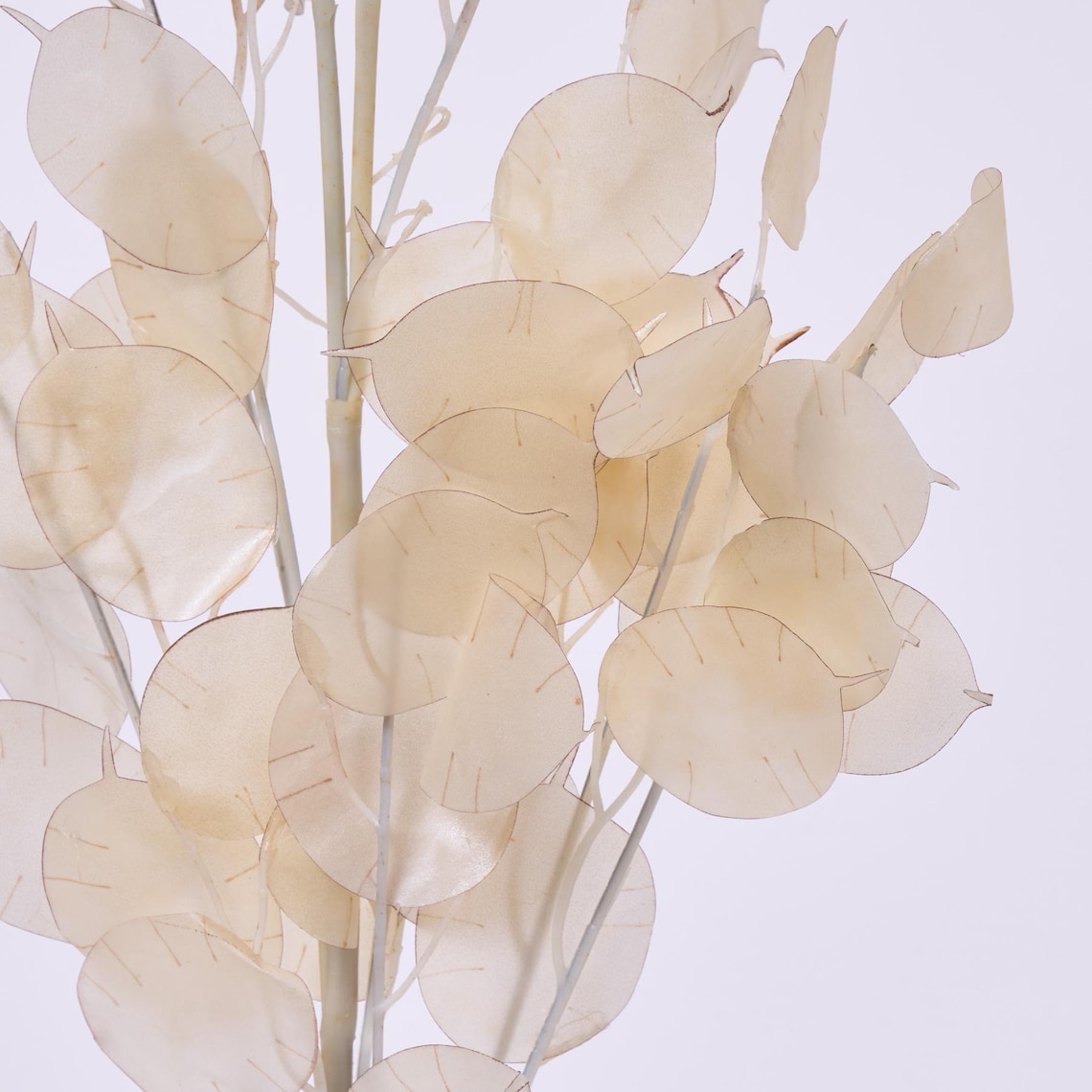 Dried Look Translucent Bleached Lunaria Branch Spray - 41" - Etsy