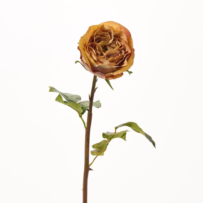 Toffee Rose - Etsy