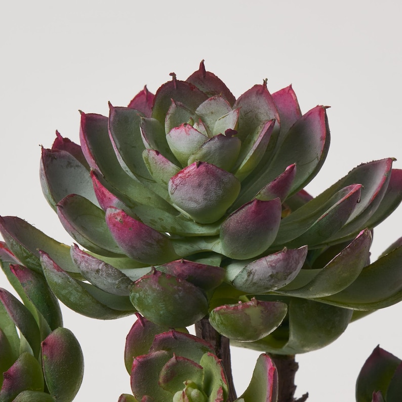 Green & Purple Rosette Echeveria Stem Faux Soft PE Succulent Plant ...