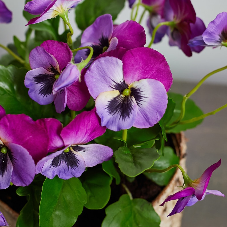 Violet Purple Two-tone Pansy Faux Plant Arrangement in Birch - Etsy