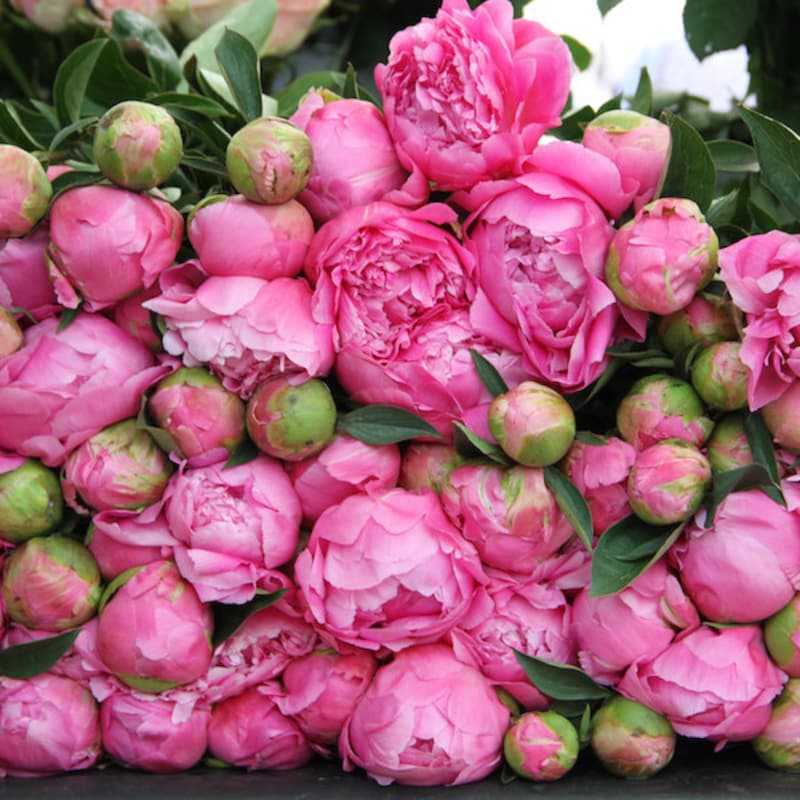 Paris Peonies - Etsy