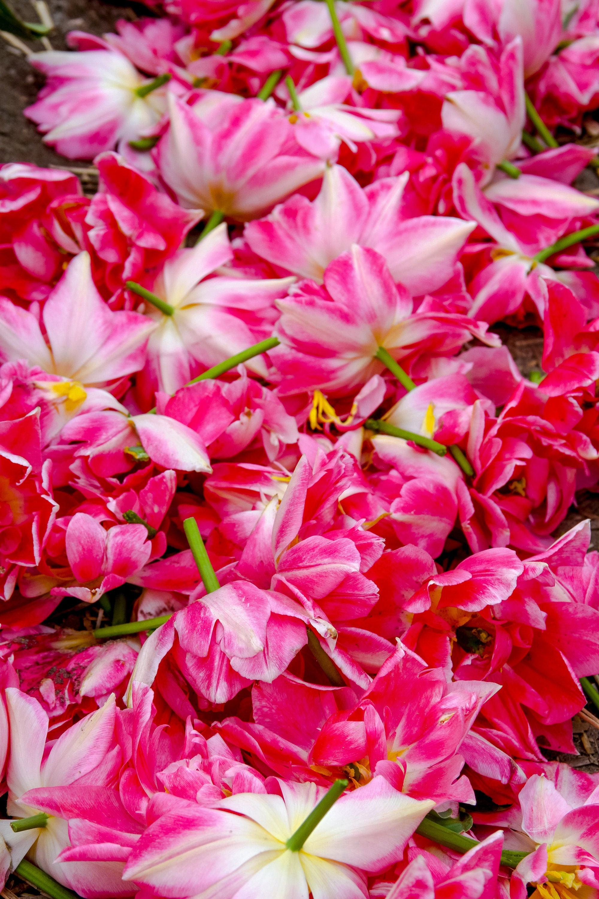 Fallen Pink Tulips During Spring in Amsterdam Photo, Fine Art ...
