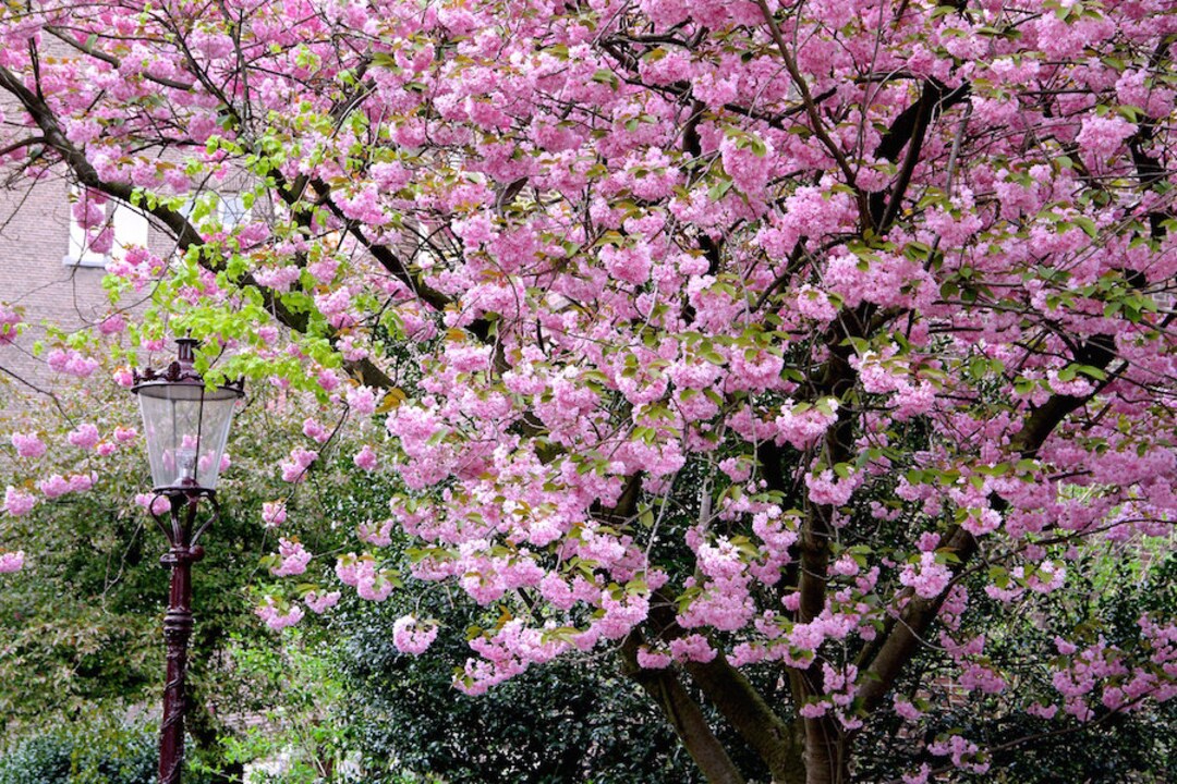 Amsterdam Photo, Cherry Blossoms, Spring in Amsterdam Photo, Fine Art ...