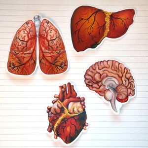 Organ Stickers | Etsy