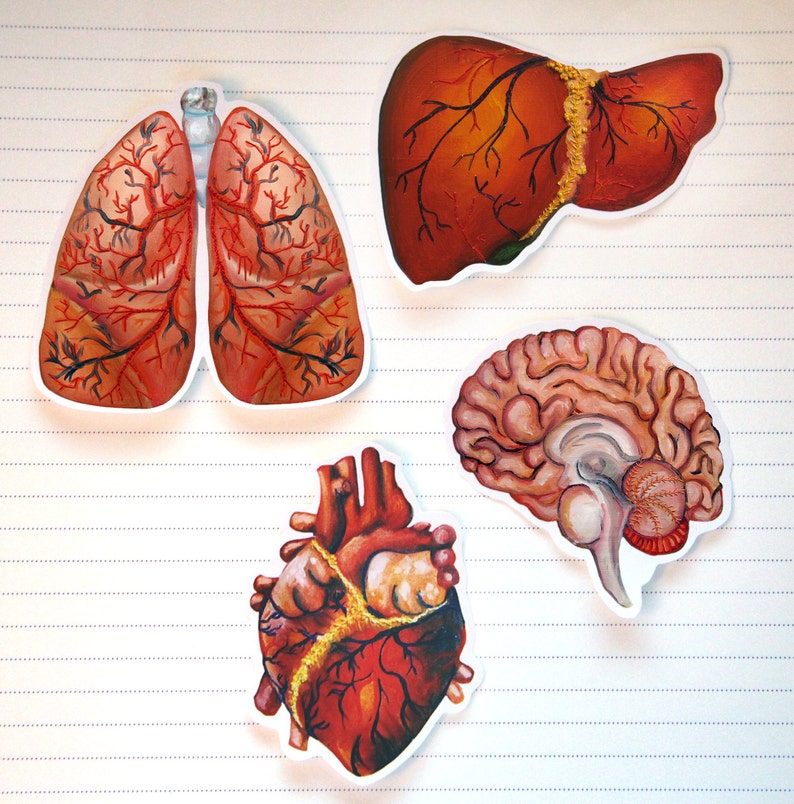 Organ Stickers | Etsy