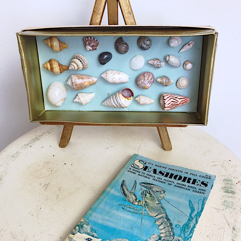 Seashell Collection - Etsy