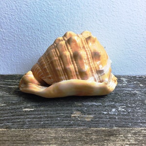 Vintage Helmet Bull Mouth Conch Shell, Scientific Display, Cabinet ...