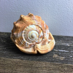 Vintage Helmet Bull Mouth Conch Shell, Scientific Display, Cabinet ...