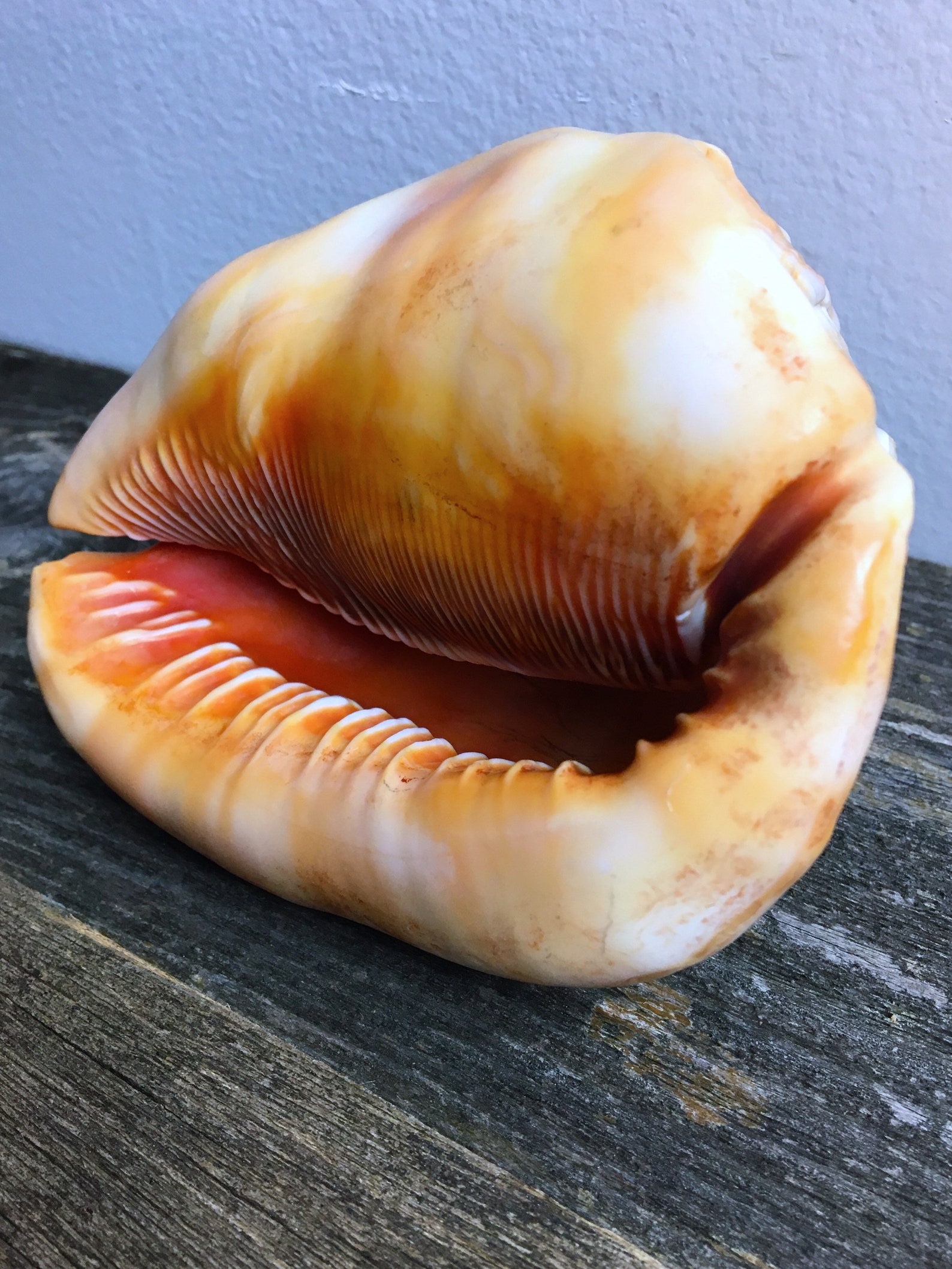 Vintage Helmet Bull Mouth Conch Shell, Scientific Display, Cabinet ...