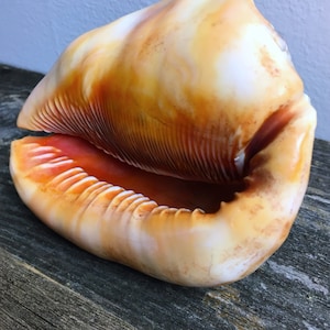 Vintage Helmet Bull Mouth Conch Shell, Scientific Display, Cabinet ...