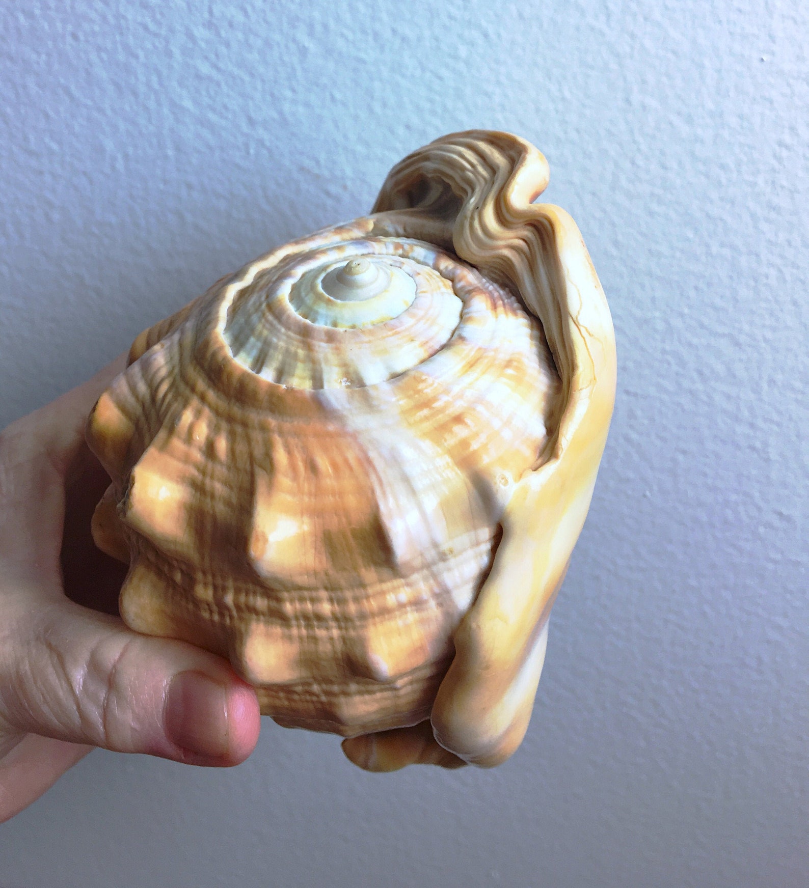 Vintage Helmet Bull Mouth Conch Shell, Scientific Display, Cabinet ...