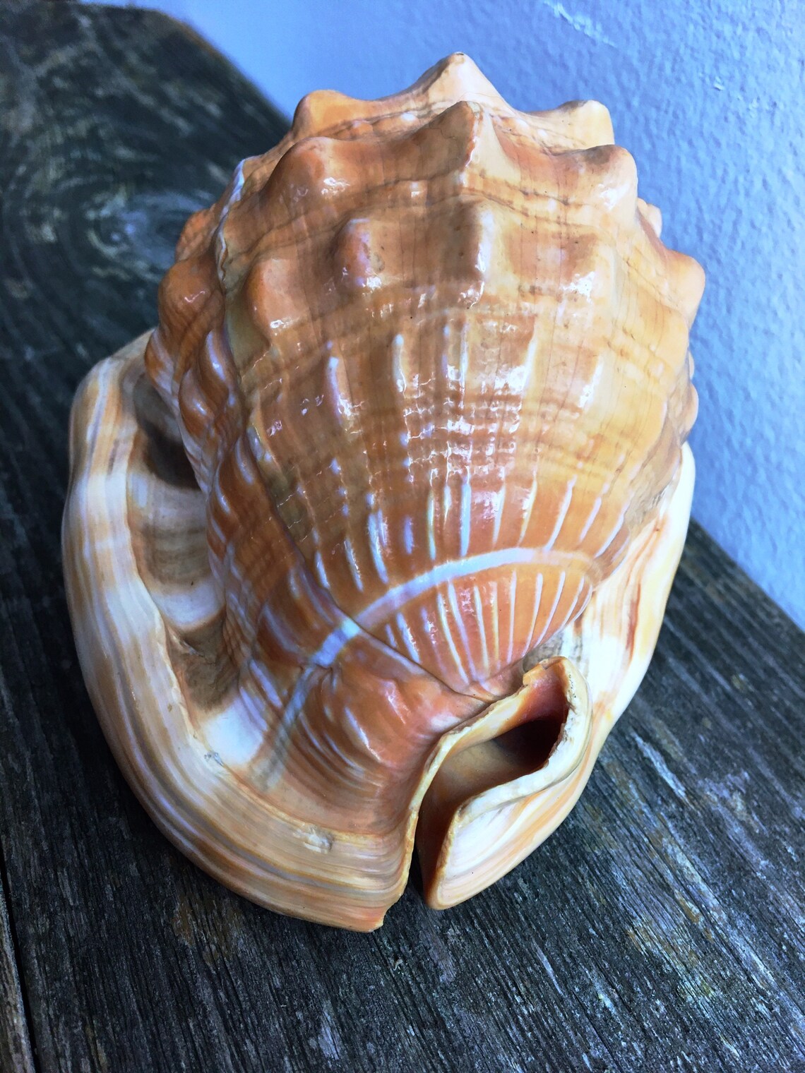 Vintage Helmet Bull Mouth Conch Shell Scientific Display - Etsy