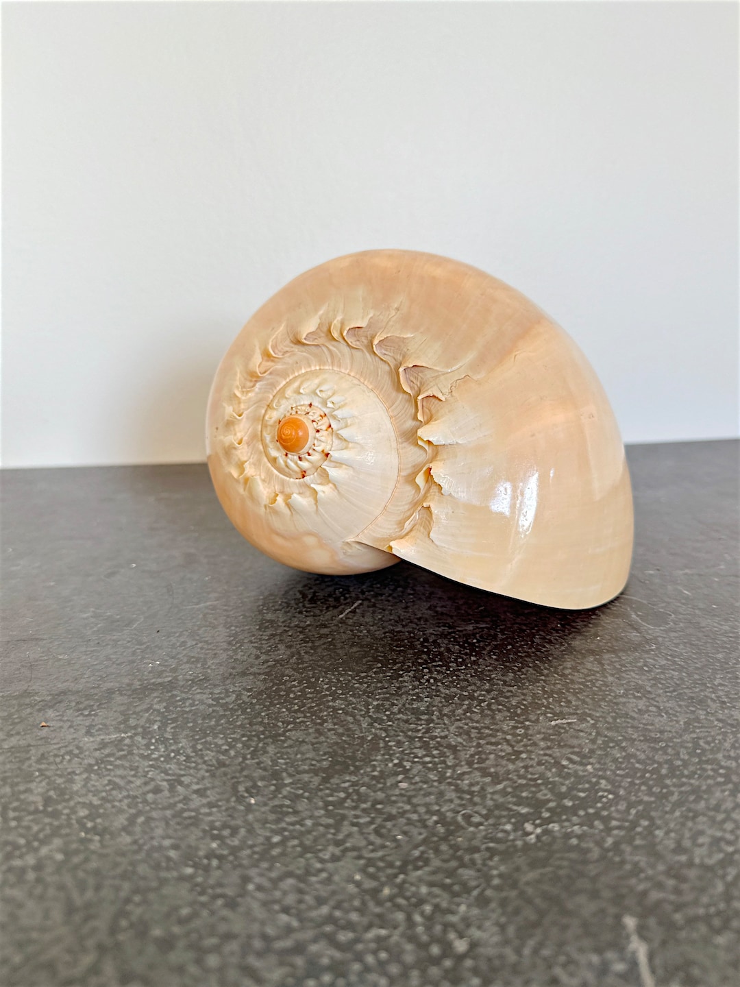Vintage Giant Crowned Baler Melon Shell, Natural Seashell Specimen ...