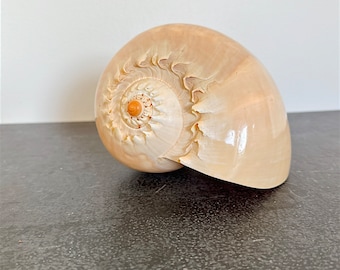 Vintage Sea Shell Giant Philippine Crowned Baler Melon Sea Shell Large ...