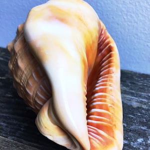 Vintage Helmet Bull Mouth Conch Shell, Scientific Display, Cabinet ...