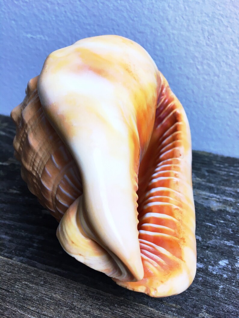 Vintage Helmet Bull Mouth Conch Shell, Scientific Display, Cabinet ...