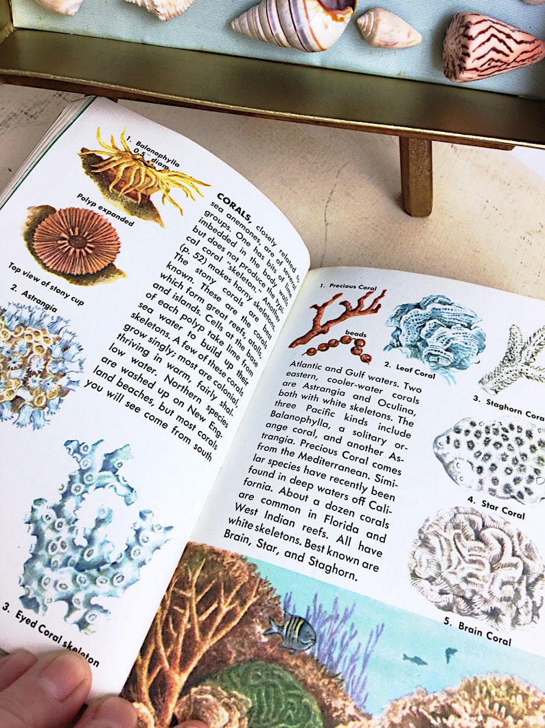Vintage Seashell Collection, 1955 Golden Guidebook Seashores, Homemade ...