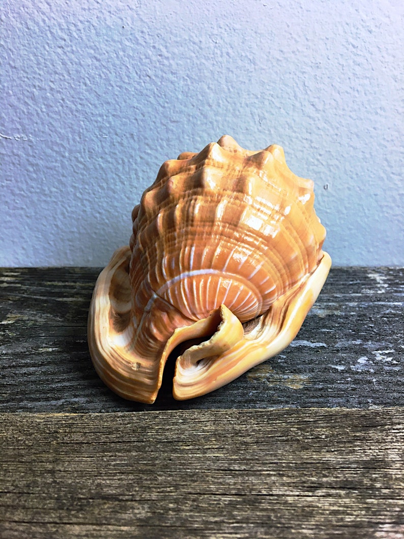 Vintage Helmet Bull Mouth Conch Shell Scientific Display - Etsy