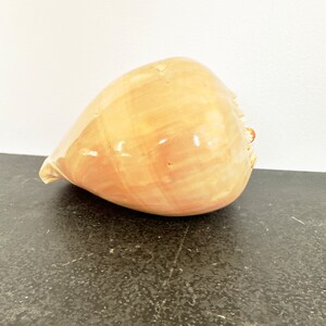 Vintage Giant Crowned Baler Melon Shell, Natural Seashell Specimen ...