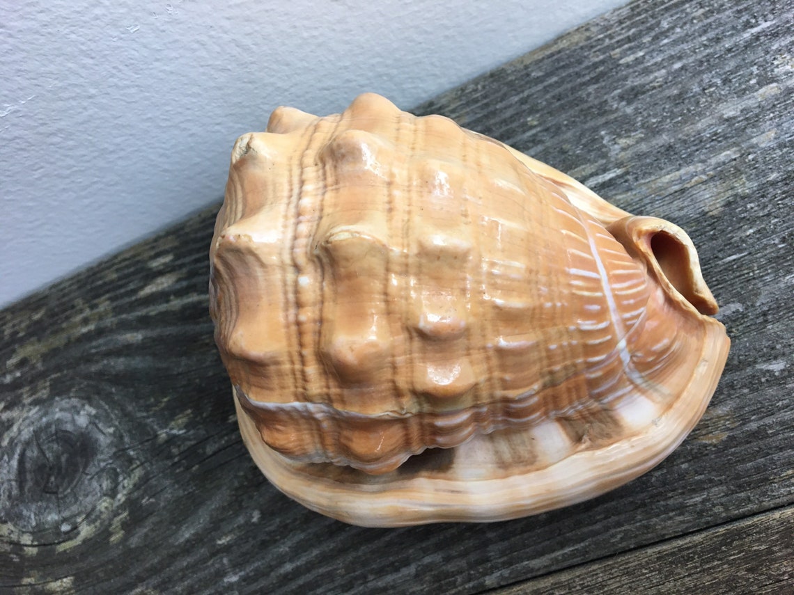 Vintage Helmet Bull Mouth Conch Shell Scientific Display - Etsy