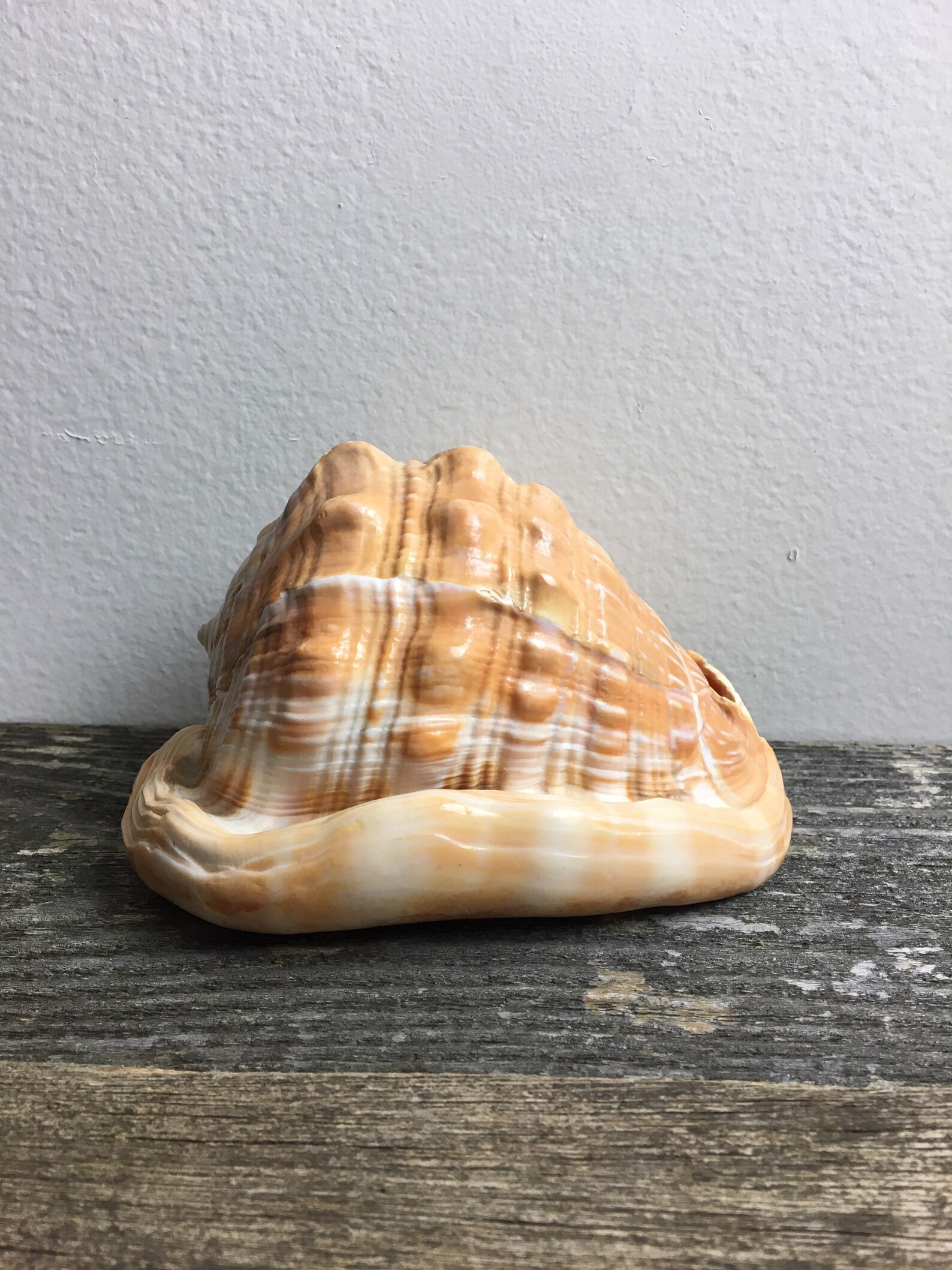 Vintage Helmet Bull Mouth Conch Shell, Scientific Display, Cabinet ...