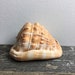 Vintage Helmet Bull Mouth Conch Shell, Scientific Display, Cabinet ...
