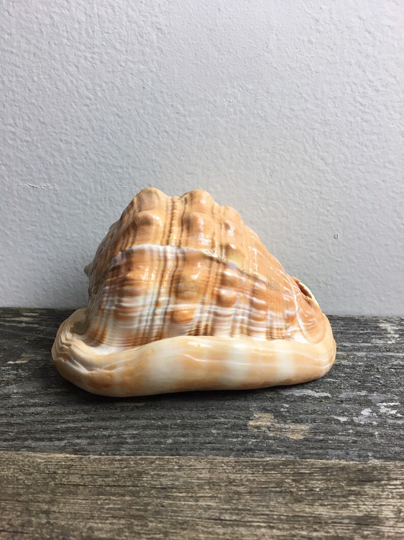Vintage Helmet Bull Mouth Conch Shell Scientific Display - Etsy