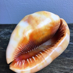 Vintage Helmet Bull Mouth Conch Shell, Scientific Display, Cabinet ...