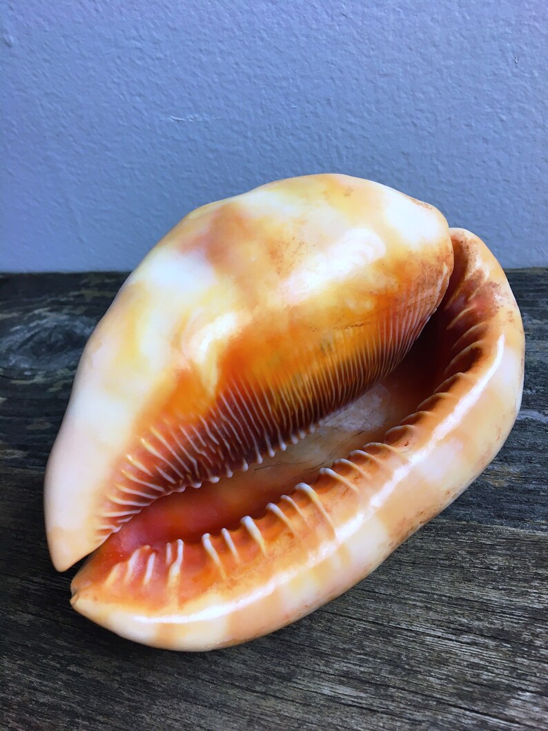 Vintage Helmet Bull Mouth Conch Shell Scientific Display - Etsy