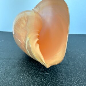 Vintage Giant Crowned Baler Melon Shell, Natural Seashell Specimen ...