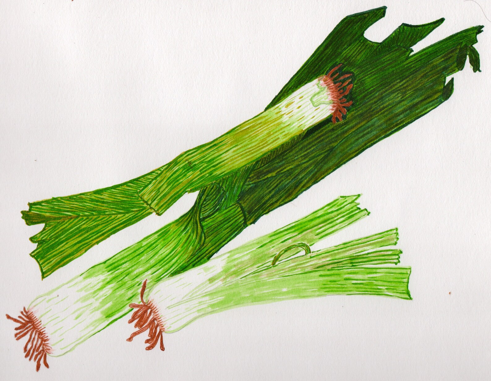 LUSCIOUS LEEK Drawing on Sturdy Kitchen Towel - Etsy