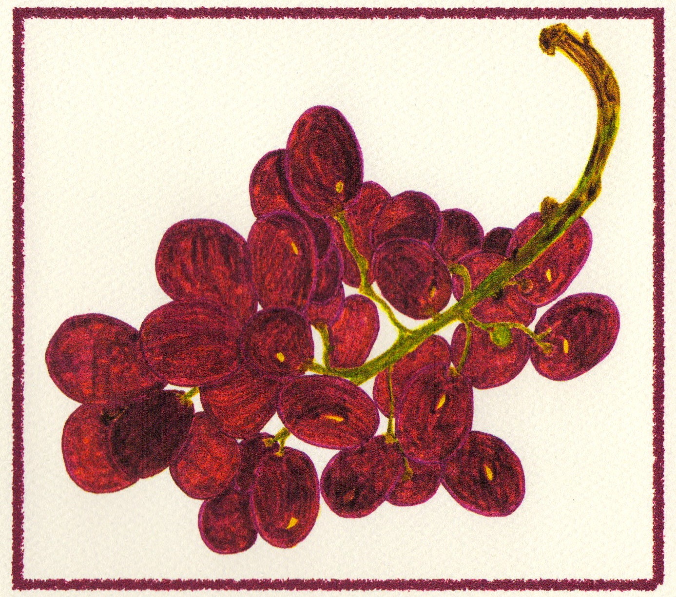 GRAPES Note Card, Colorful, Hand-drawn - Etsy