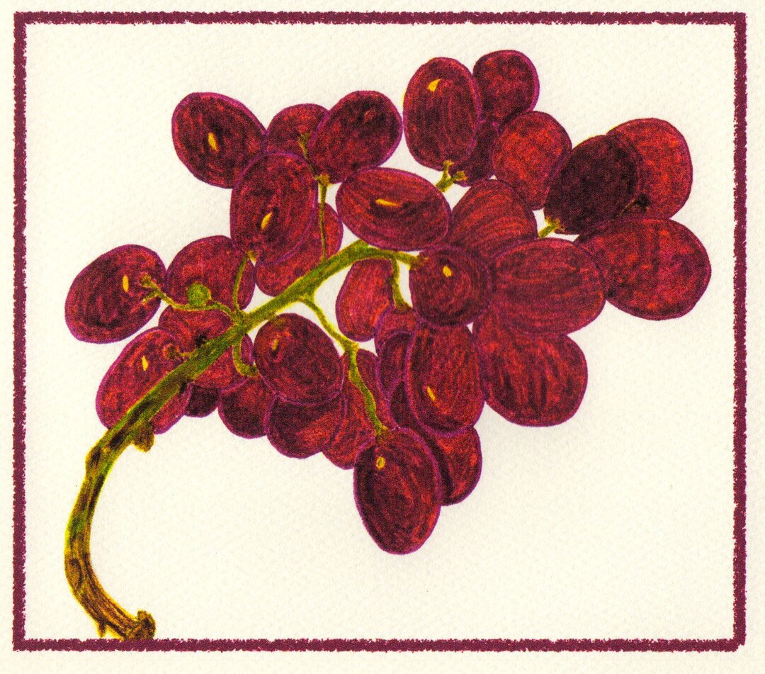 GRAPES Note Card, Colorful, Hand-drawn - Etsy