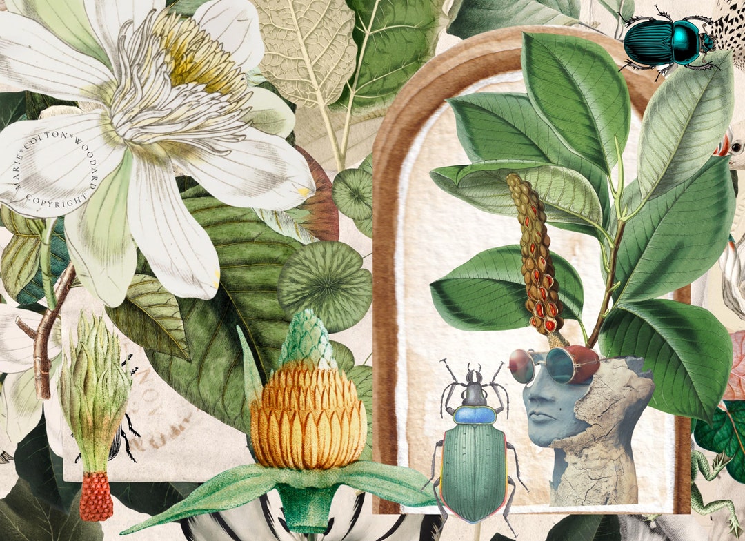 Magnolia, Beetle, Pollinator Art, Limited Edition Print, Angiosperms ...