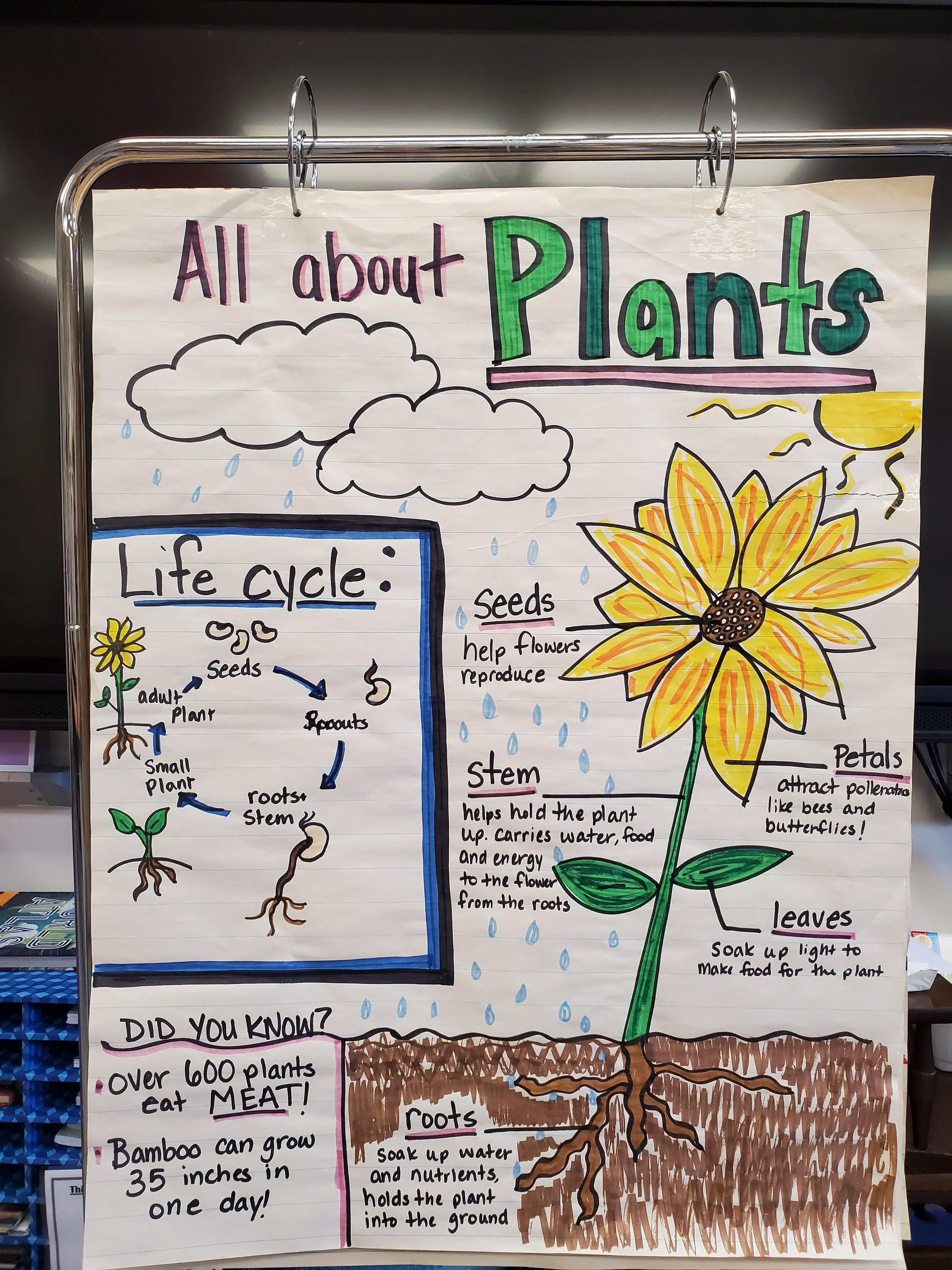 All About Plants Anchor Chart - Etsy