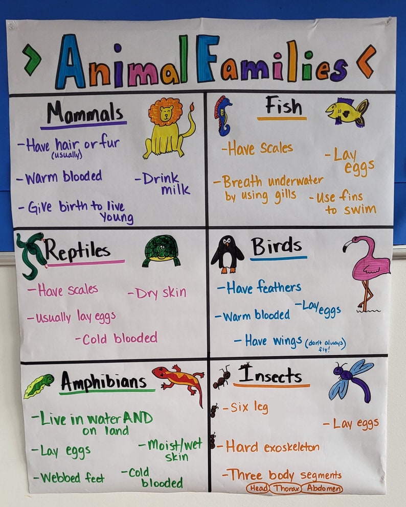 Animal Families Anchor Chart - Etsy