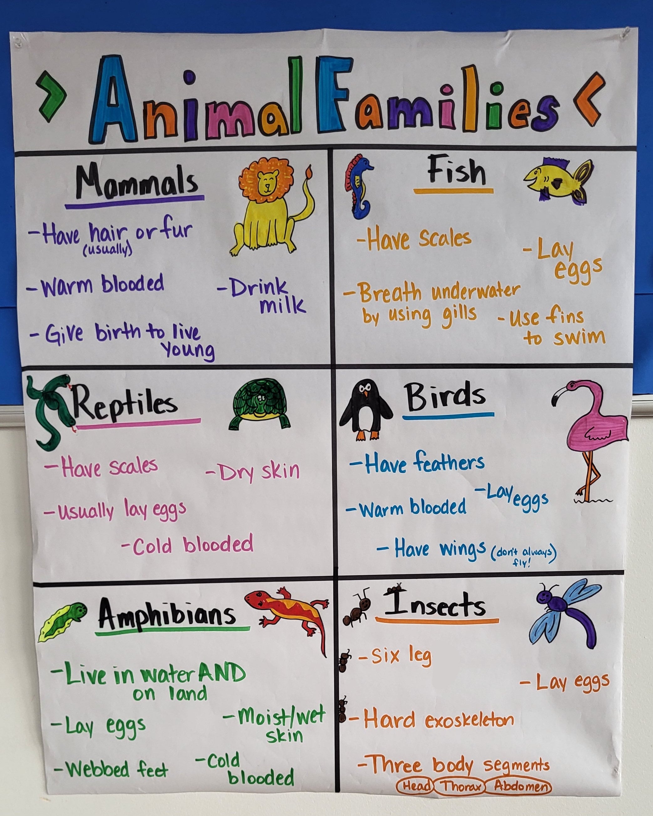 Animal Families Anchor Chart - Etsy