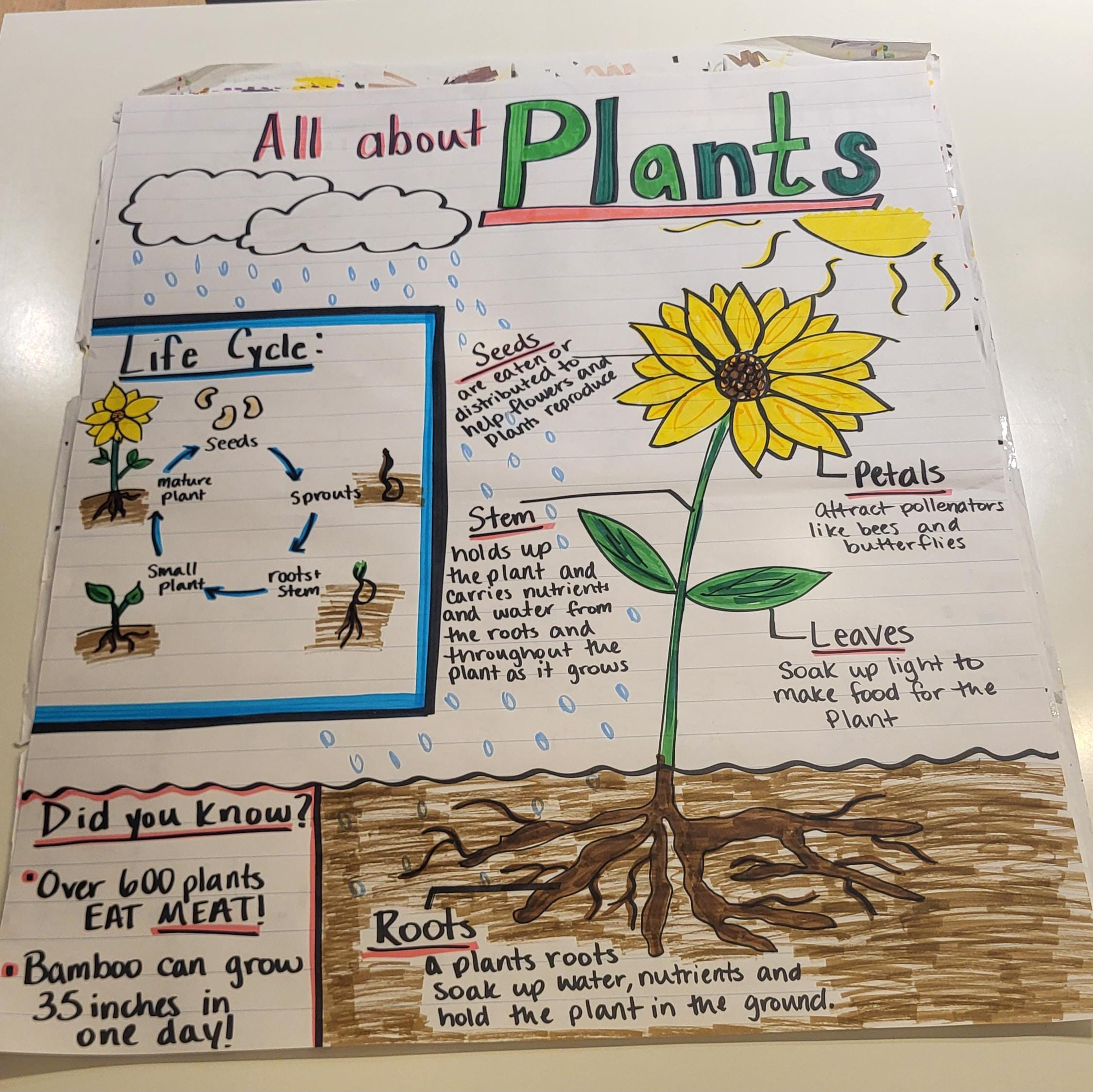 All About Plants Anchor Chart - Etsy